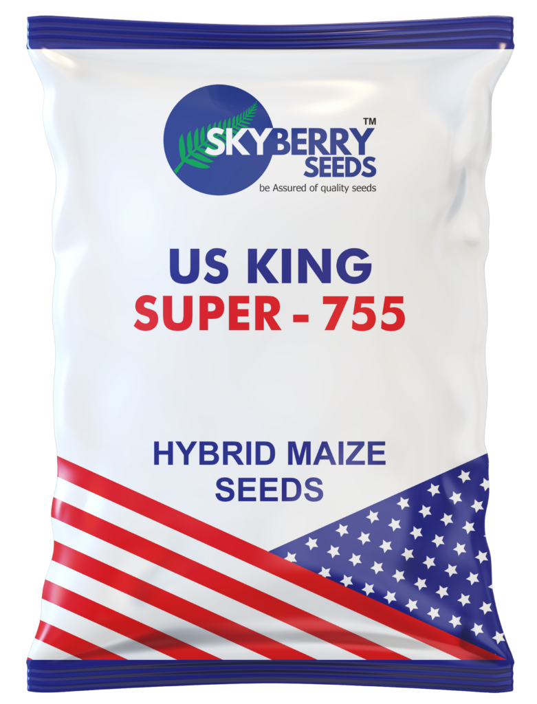 Maize Seeds - Skyberry Seeds