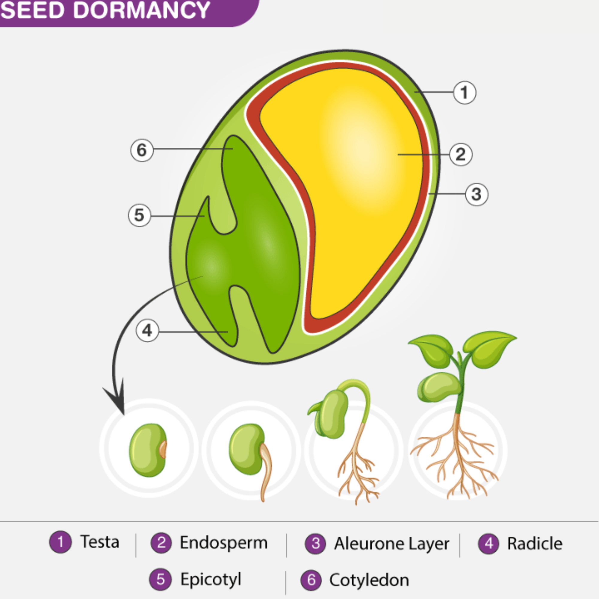 Unveiling the Dynamics of Seed Dormancy: Understanding Causes, Types ...