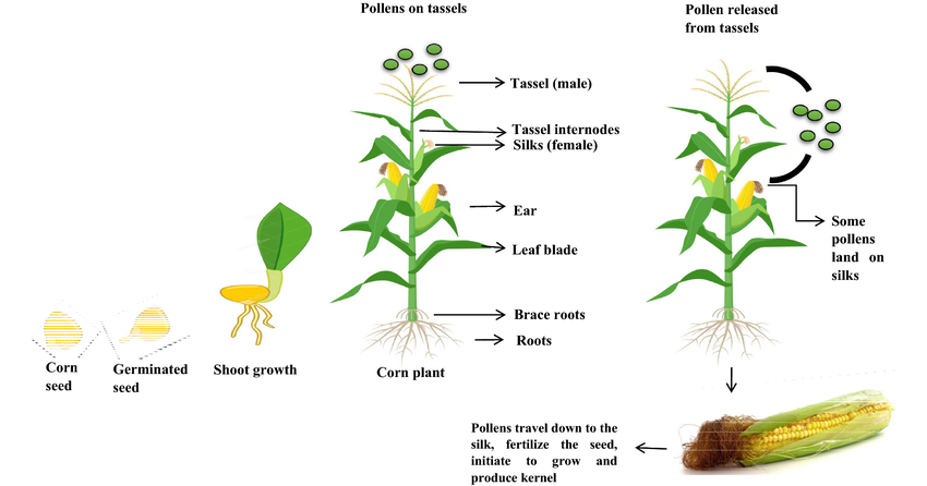 Comprehensive Analysis of Pollination Dynamics in Maize During Rabi ...
