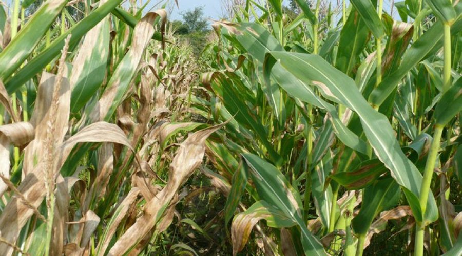 Combatting Northern Leaf Blight in Maize: Strategies for Understanding ...