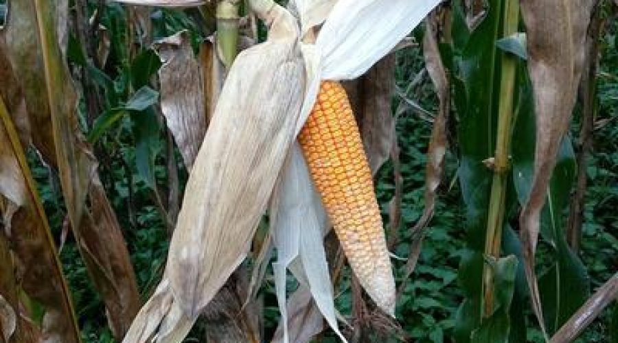 Comprehensive Guide to Managing Maize Stalk Rots for Increased Crop ...