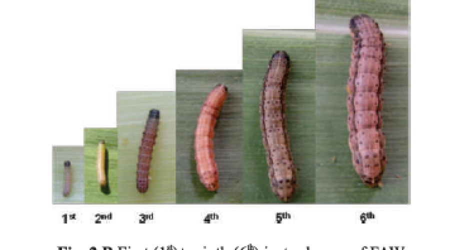 Defending Maize Crops: A Robust Guide to Fall Armyworm Management in ...
